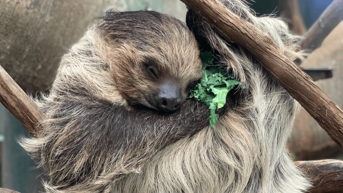 Beloved sloth Athena dies at National Zoo after sudden health decline ...